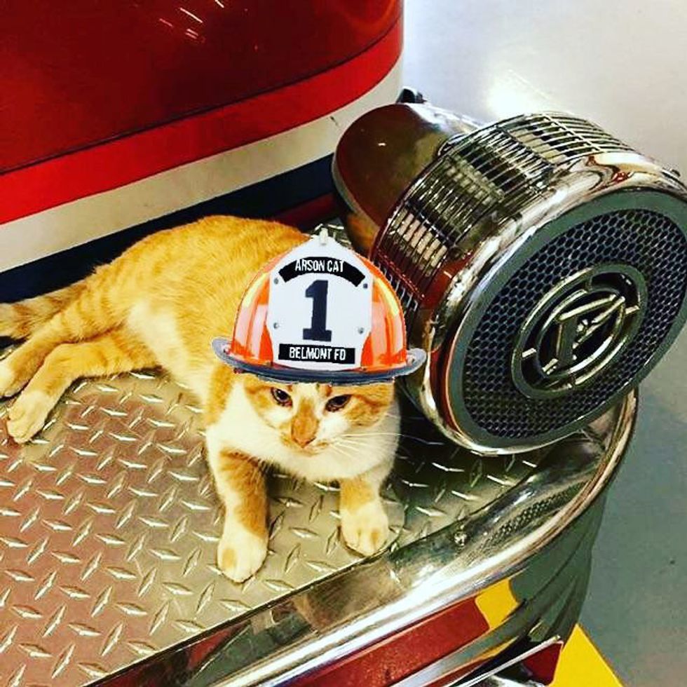 Stray Cat Saunters Into Firehouse and Decides the Crew Will Be His ...