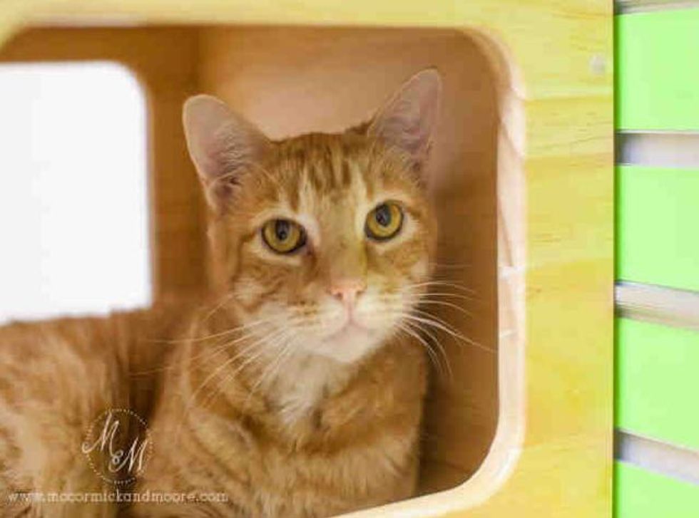 Cat too Scared to Leave His Box at Shelter, Then 3 Hours After Adoption ...