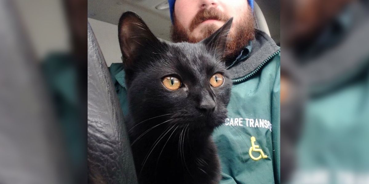 Cat Climbs Into Work Van and Decides This Man Will Be His Human ...