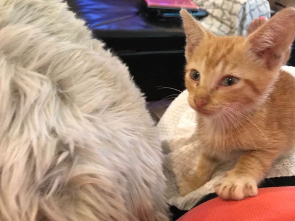 Family Saves Kitten Hanging onto Oysters and The Kitten Couldn't Stop ...