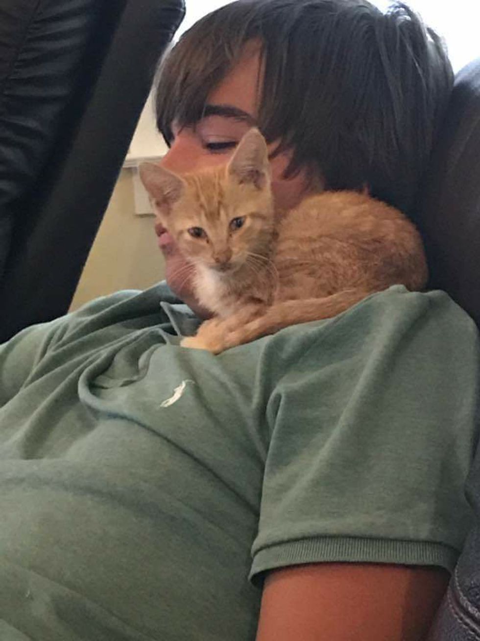 Family Saves Kitten Hanging onto Oysters and The Kitten Couldn't Stop ...