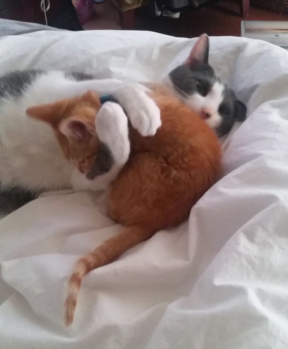 Family Saves Kitten Hanging onto Oysters and The Kitten Couldn't Stop ...