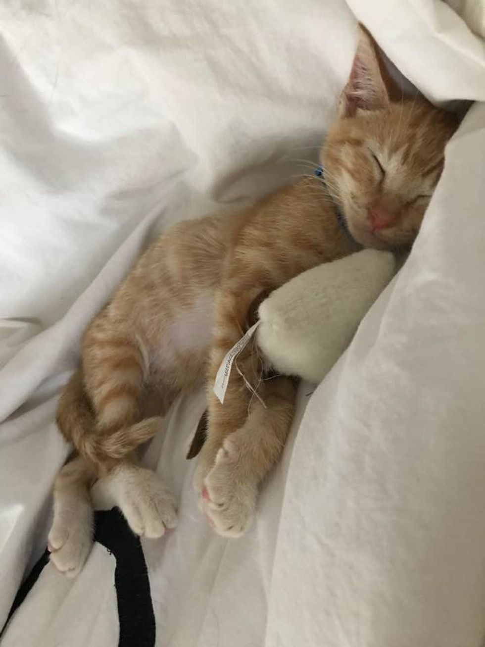 Family Saves Kitten Hanging onto Oysters and The Kitten Couldn't Stop ...