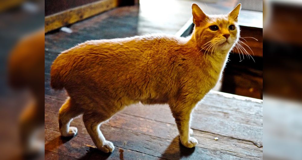 Mayor Cat Served Small Town for 20 Years Has Passed, Yet Left ...