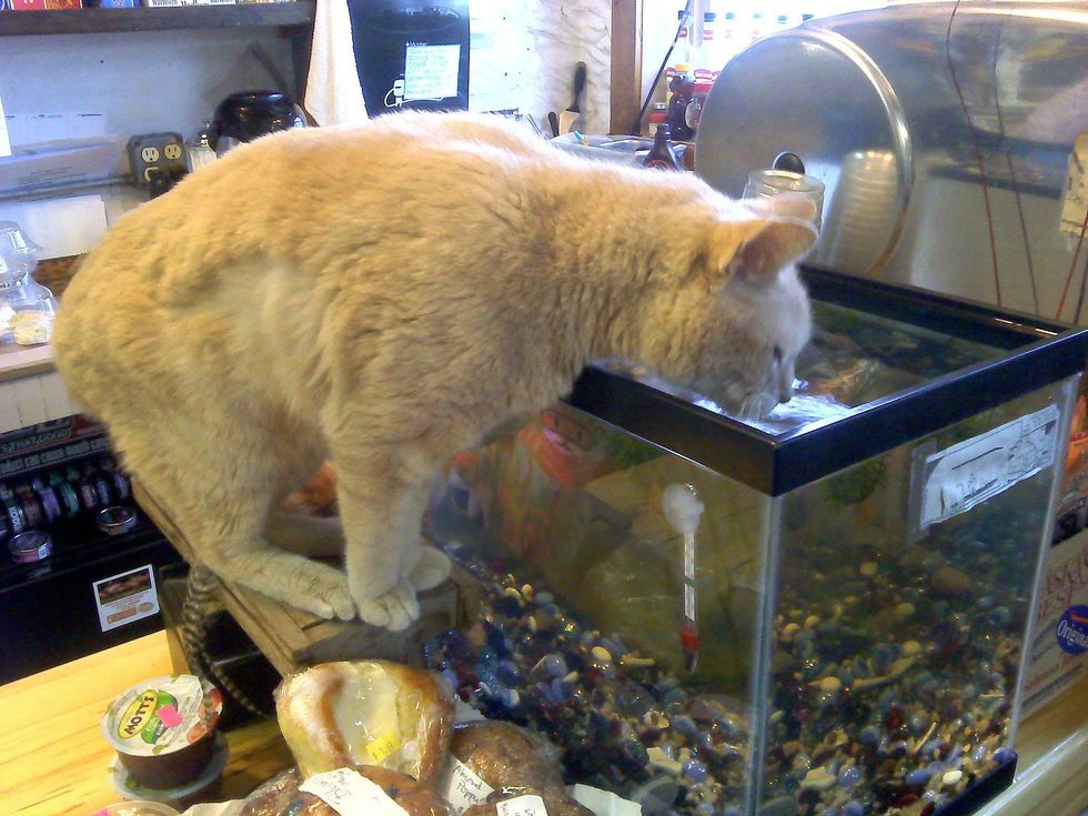 Mayor Cat Served Small Town for 20 Years Has Passed, Yet Left ...