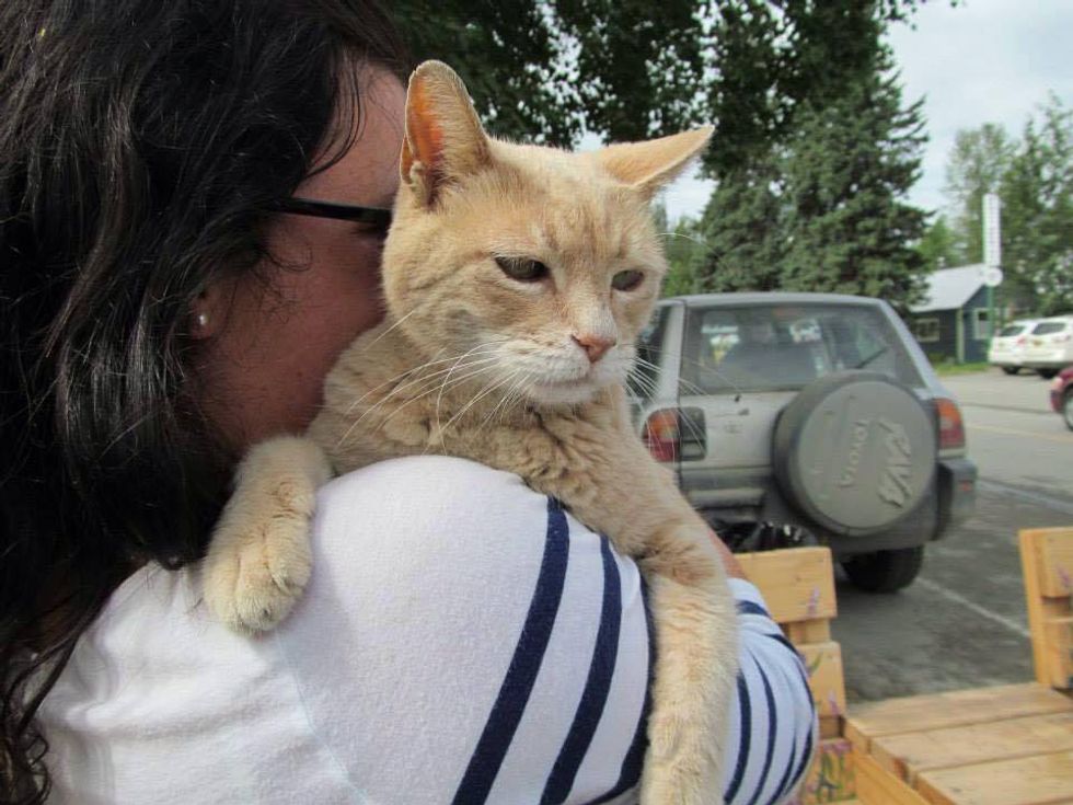 Mayor Cat Served Small Town for 20 Years Has Passed, Yet Left ...