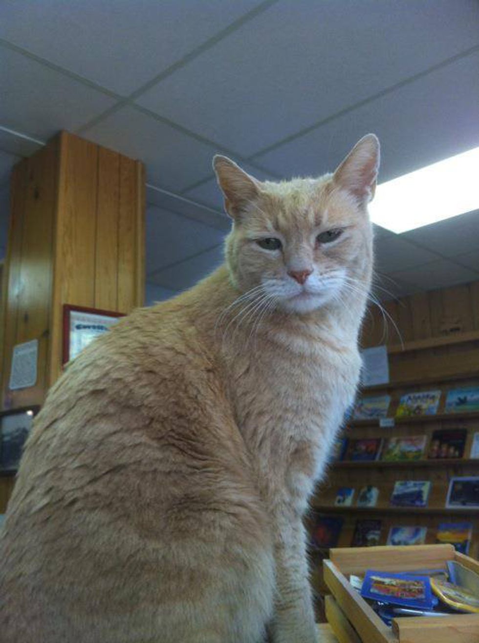 Mayor Cat Served Small Town for 20 Years Has Passed, Yet Left ...