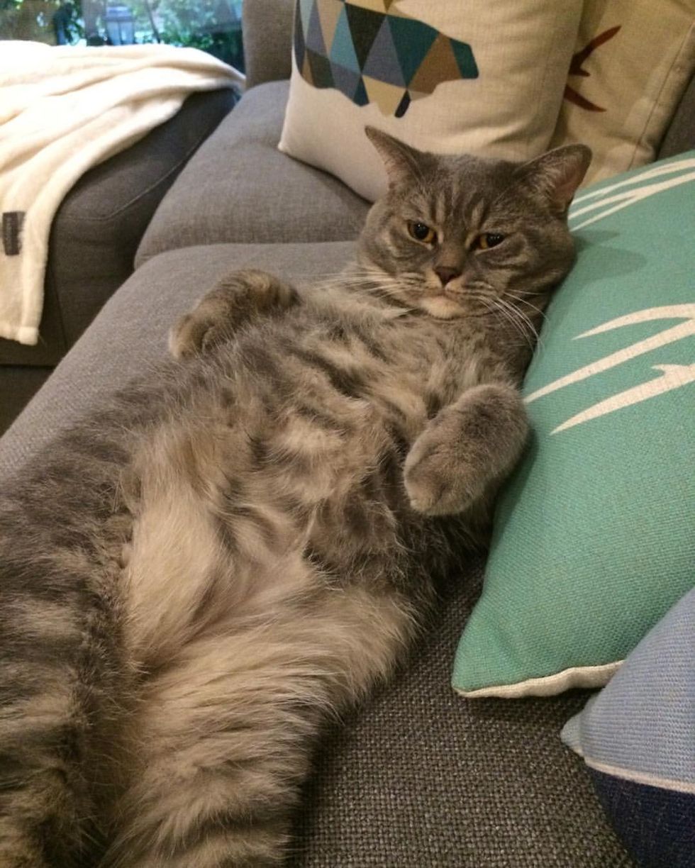 Chubby Cat Kept Eating More Than His Share, His Humans Came Up with ...