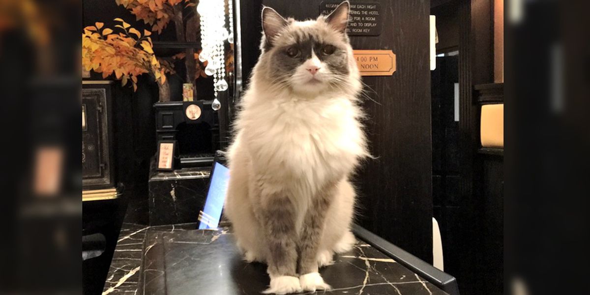 Cat Supervises Hotel for 7 Years and Has Never Missed a Day Of Work ...