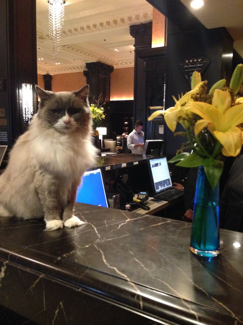 Cat Supervises Hotel for 7 Years and Has Never Missed a Day Of Work ...