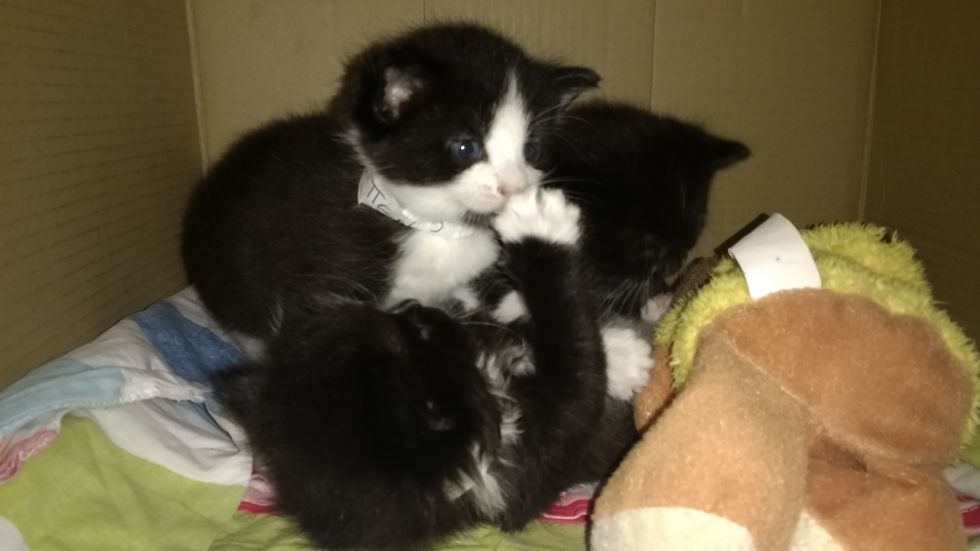 Bus Driver Surprised to Find Three Kittens Onboard and Gets Them Help ...