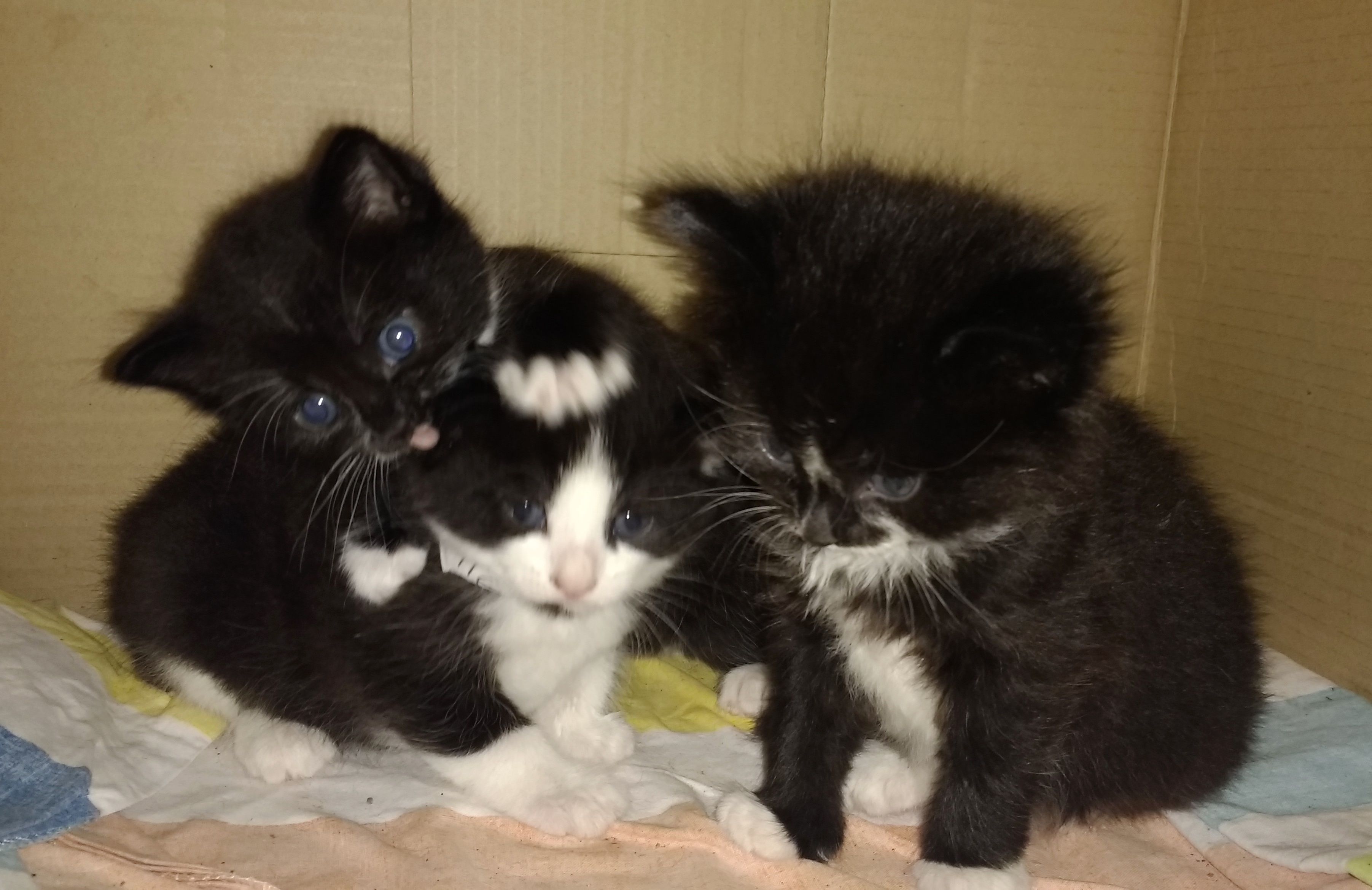 Bus Driver Surprised to Find Three Kittens Onboard and Gets Them Help ...