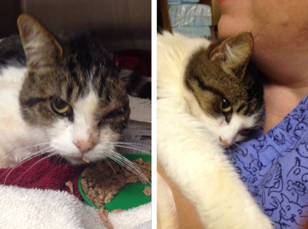 Woman Saves Cat Missing Part of His Face and Helps Him Get His Smile ...