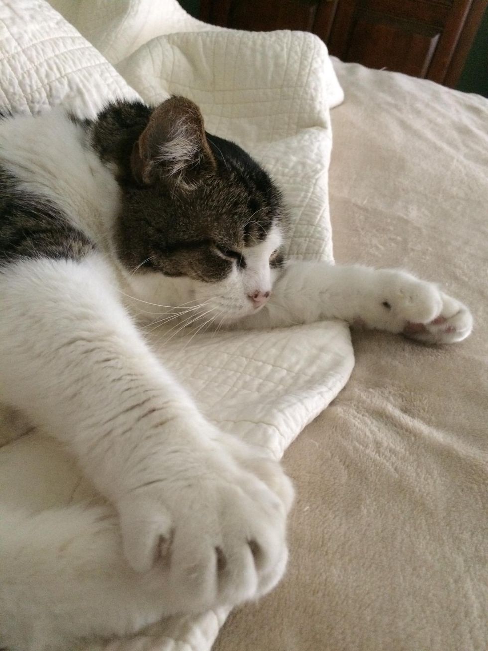 Woman Saves Cat Missing Part of His Face and Helps Him Get His Smile ...