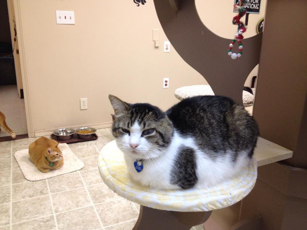 Woman Saves Cat Missing Part of His Face and Helps Him Get His Smile ...