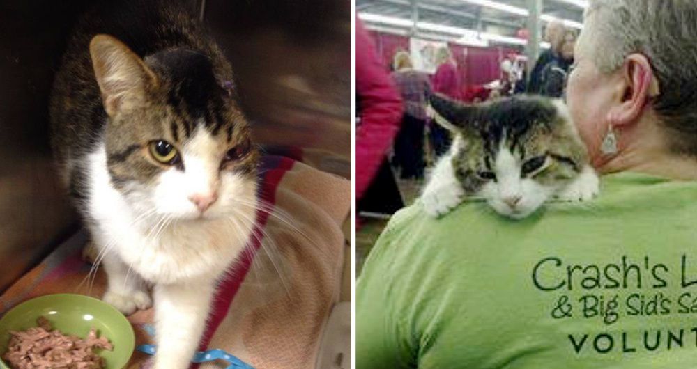 Woman Saves Cat Missing Part of His Face and Helps Him Get His Smile ...