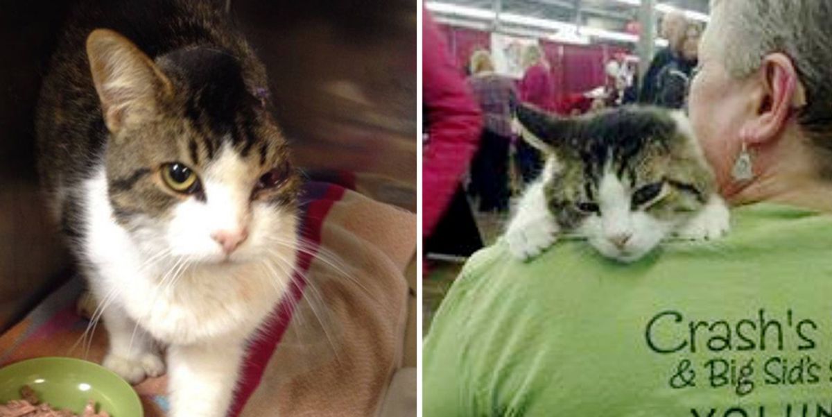 Woman Saves Cat Missing Part of His Face and Helps Him Get His Smile ...