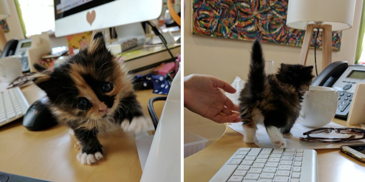 Employee Brings Orphaned Kitten to Work and the Kitty Decides to Offer ...