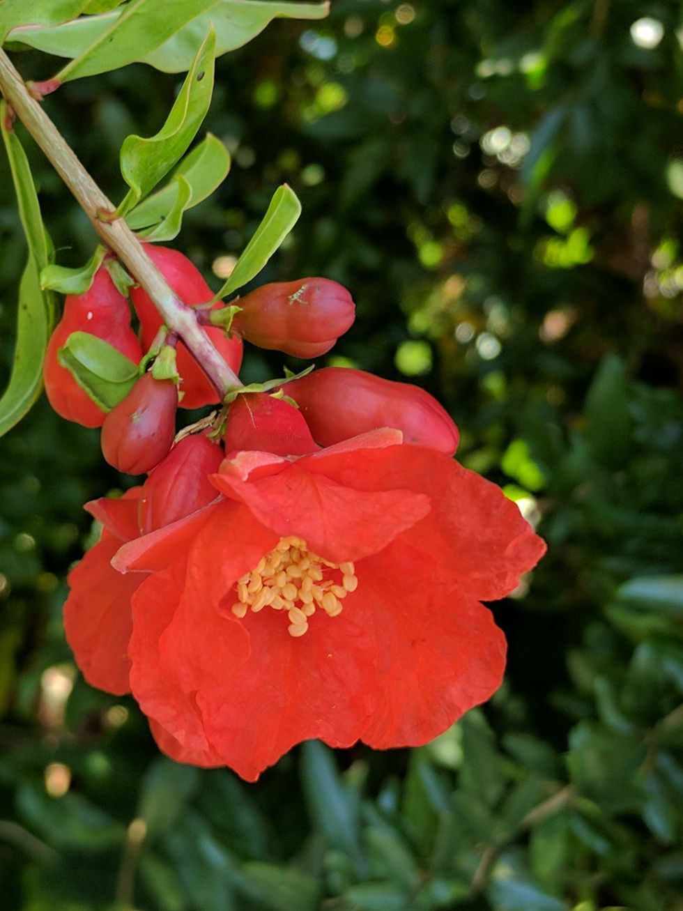 Shot on Pixel by Ron Finley - PAPER Magazine