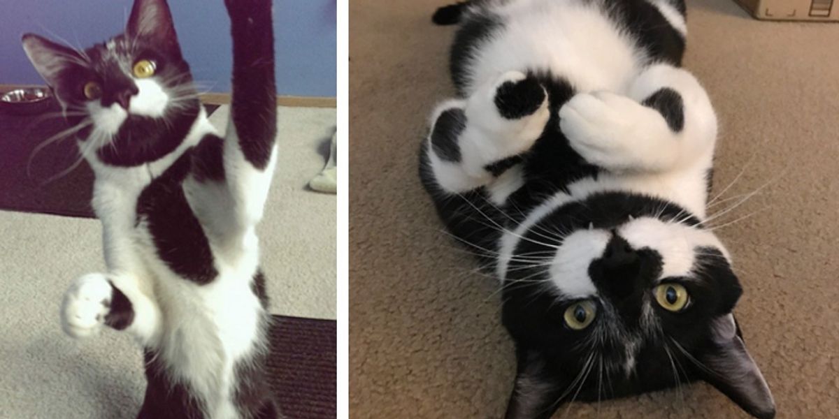 Cat No One Wanted Because He is 'Too Playful', Finds True Love ...