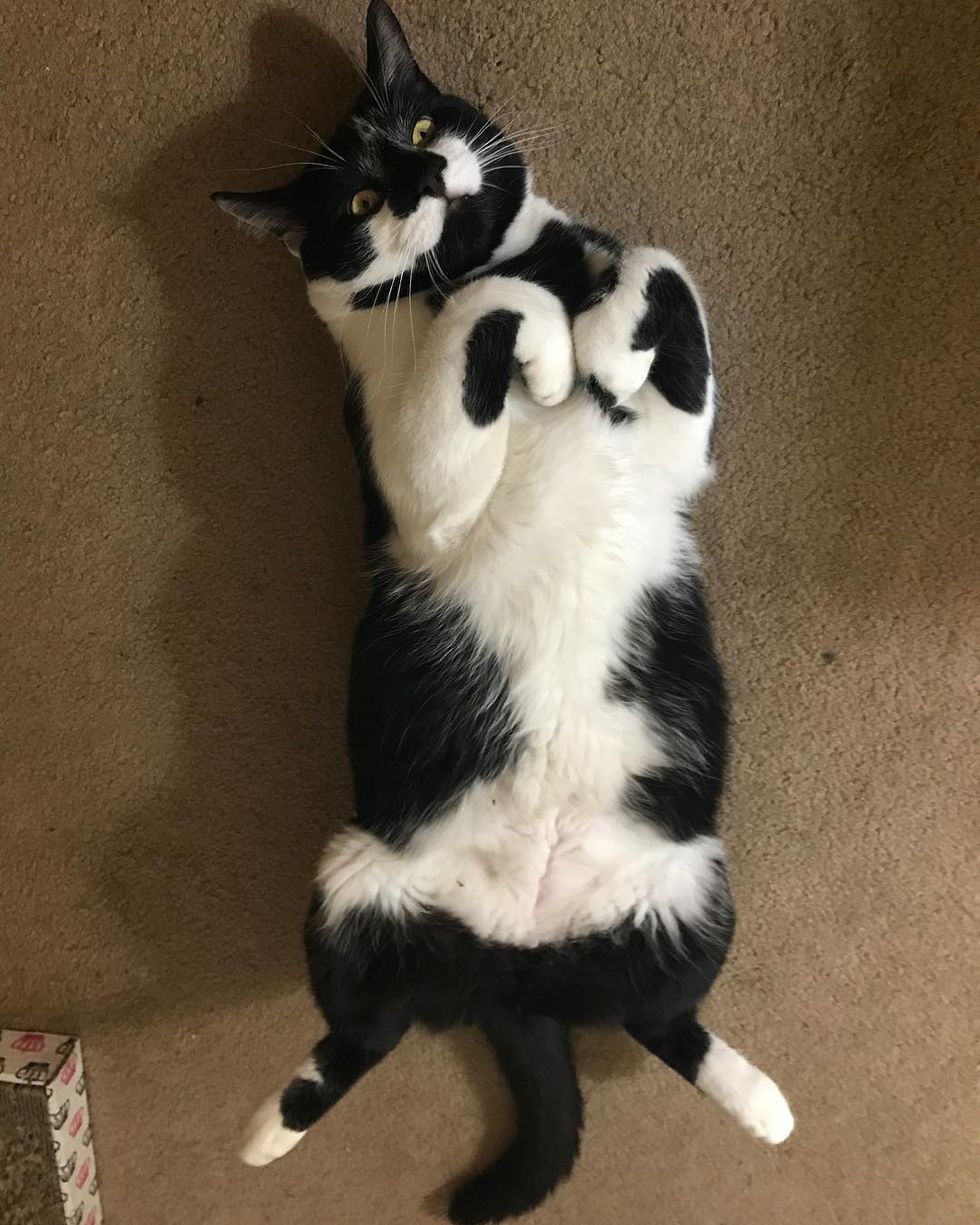 Cat No One Wanted Because He is 'Too Playful', Finds True Love ...