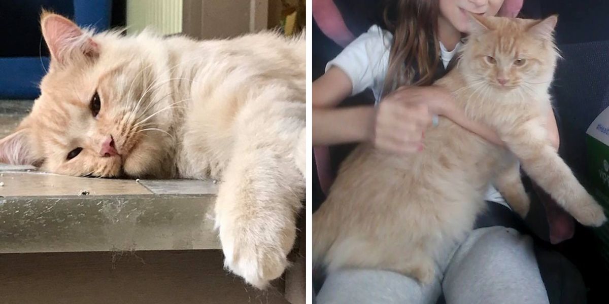Cat So Sad After Being Surrendered Twice But Finds Humans He loves and ...