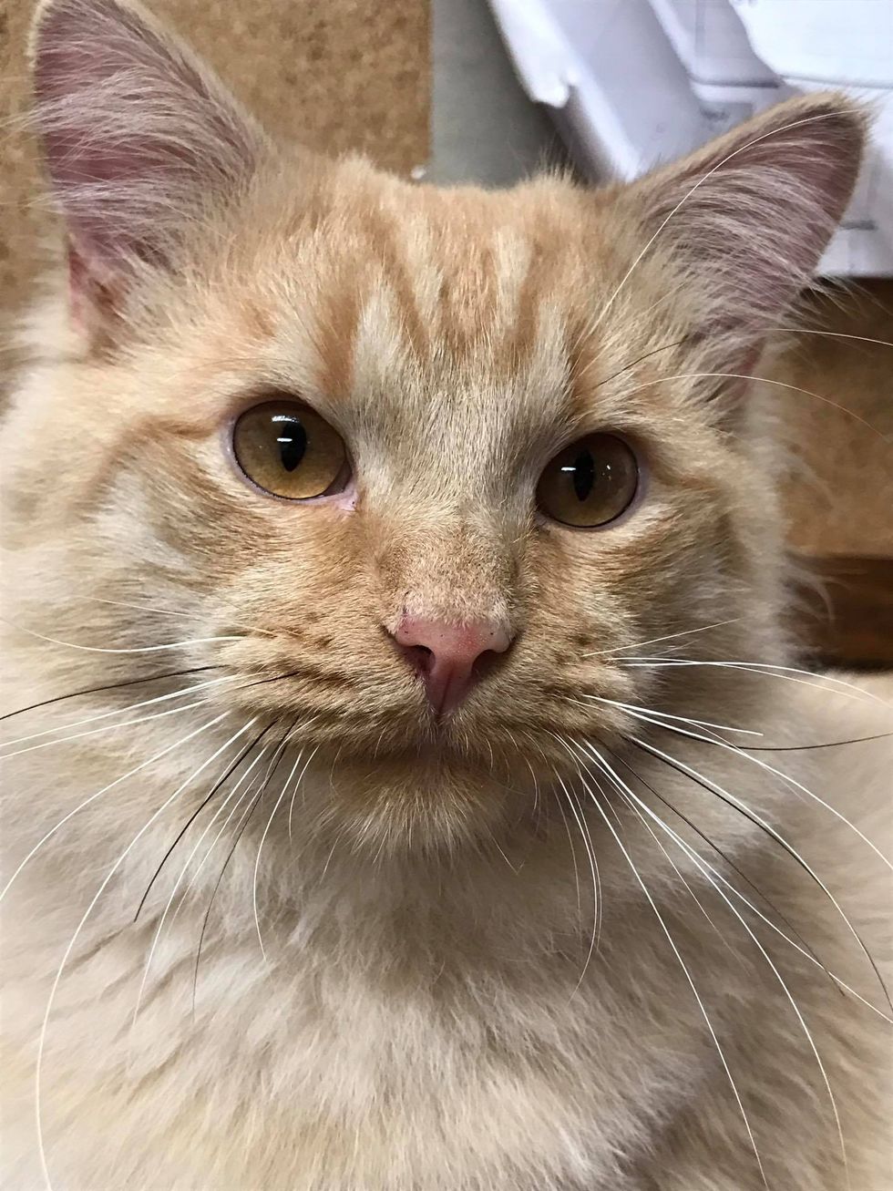 Cat So Sad After Being Surrendered Twice But Finds Humans He loves and ...