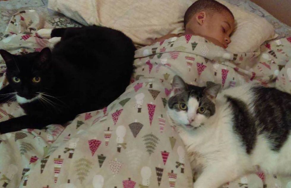 5 Year Old Boy Helps Save Street Cats and Becomes Their Superhero ...