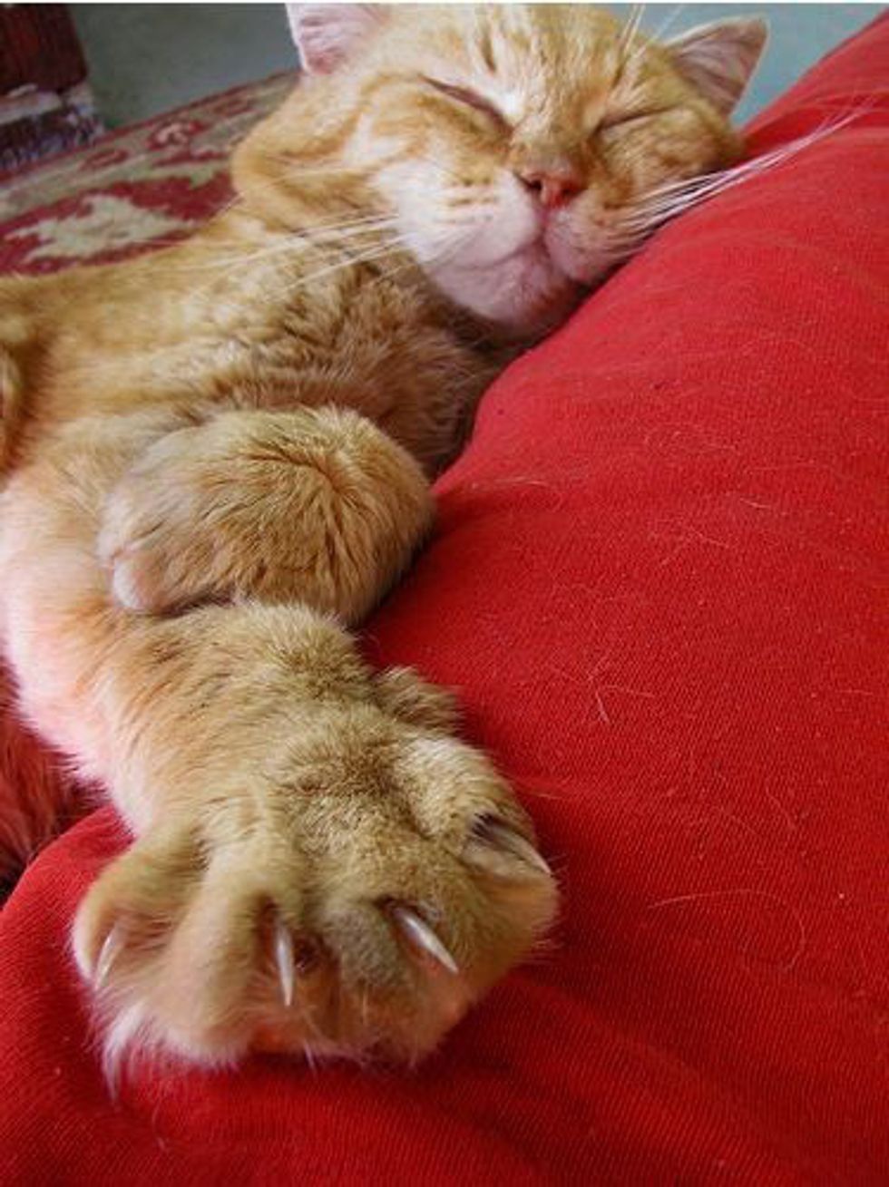 From Fear to Trust – Story of Meatie, the Feral Cat - Love Meow