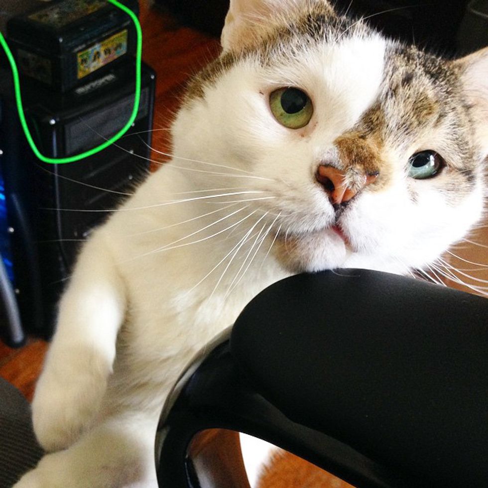 Man Chosen by His Roommate’s Special Cat Realizes They Couldn’t Do Without Each Other… - Love Meow