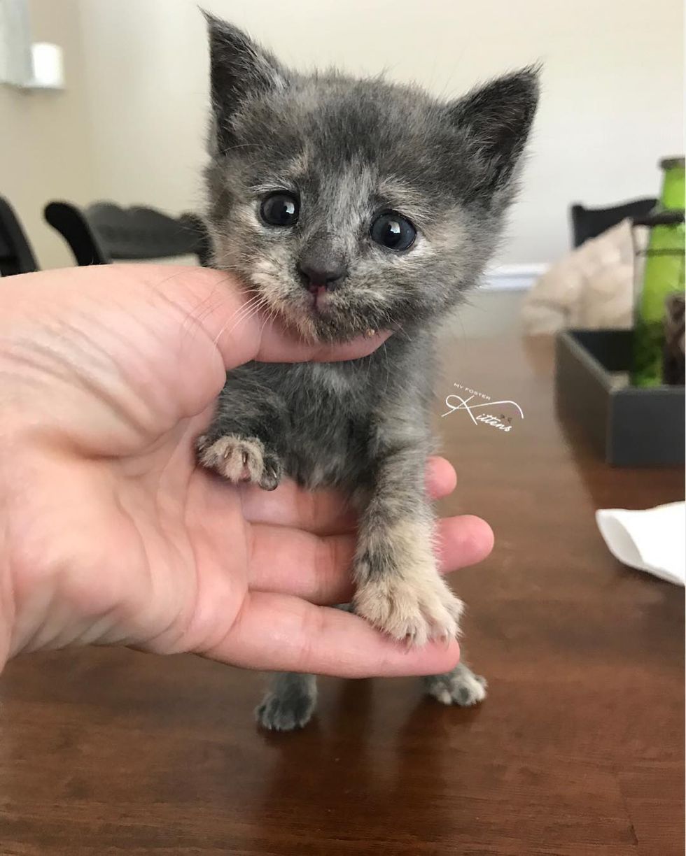 Orphaned Kitten Found at Apartment Experiences Cuddle and is Hooked ...