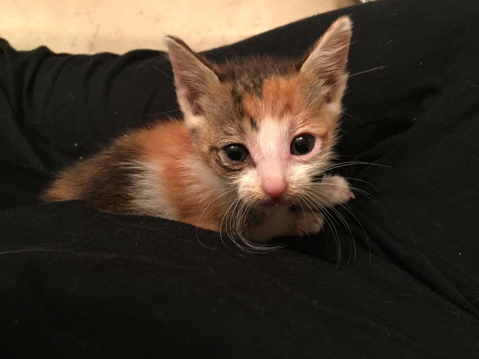 Kitten Given 50/50 Shot for Survival But Woman Determined to Save Her ...