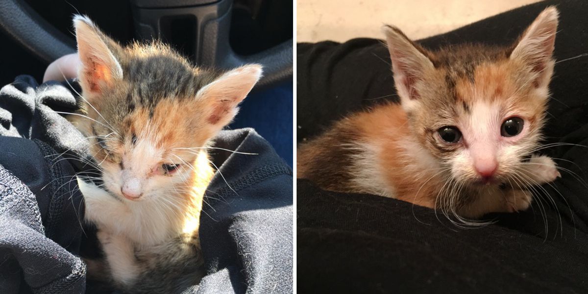 Kitten Given 50/50 Shot for Survival But Woman Determined to Save Her ...
