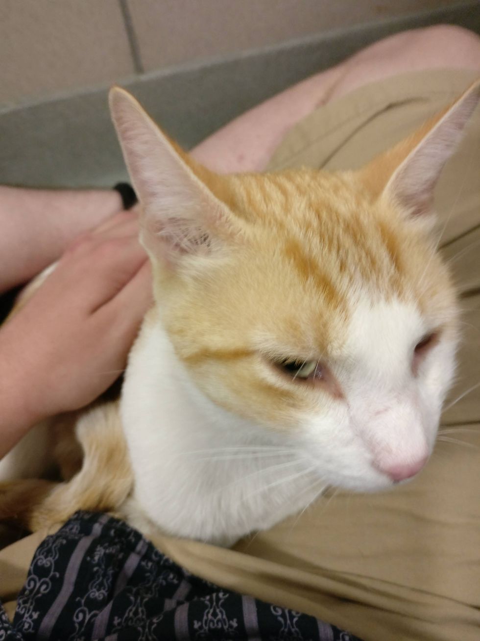 Man Takes a Chance on Extremely Shy Shelter Cat Cowering in the Corner ...