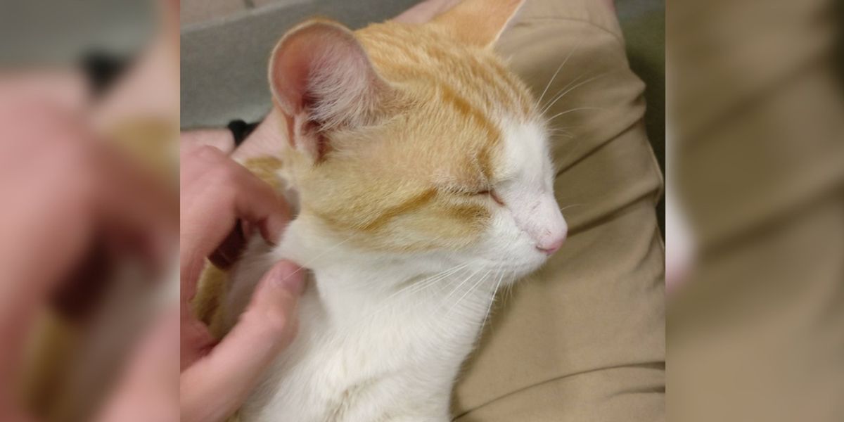 Man Takes a Chance on Extremely Shy Shelter Cat Cowering in the Corner ...