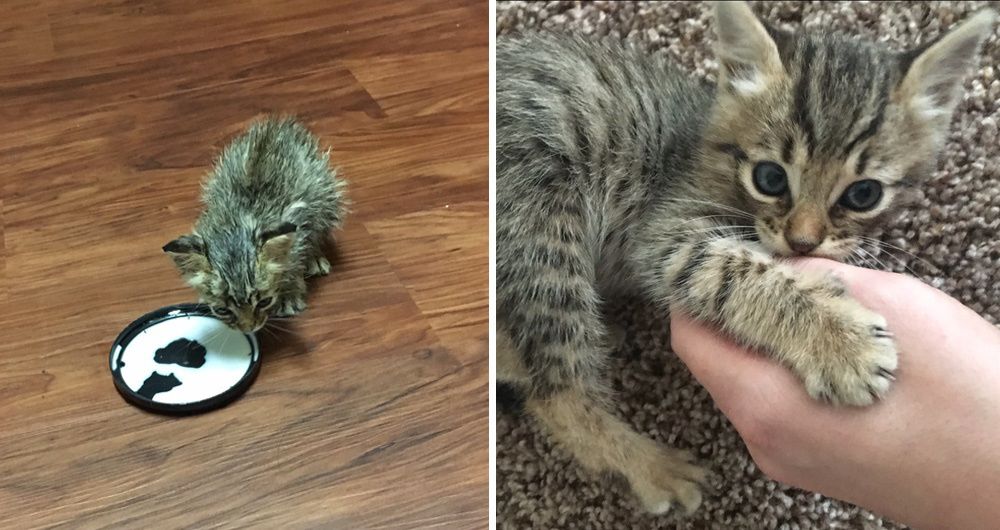 Scraggly Kitten Found Meowing Under House Blossoms into Majestic Tabby ...