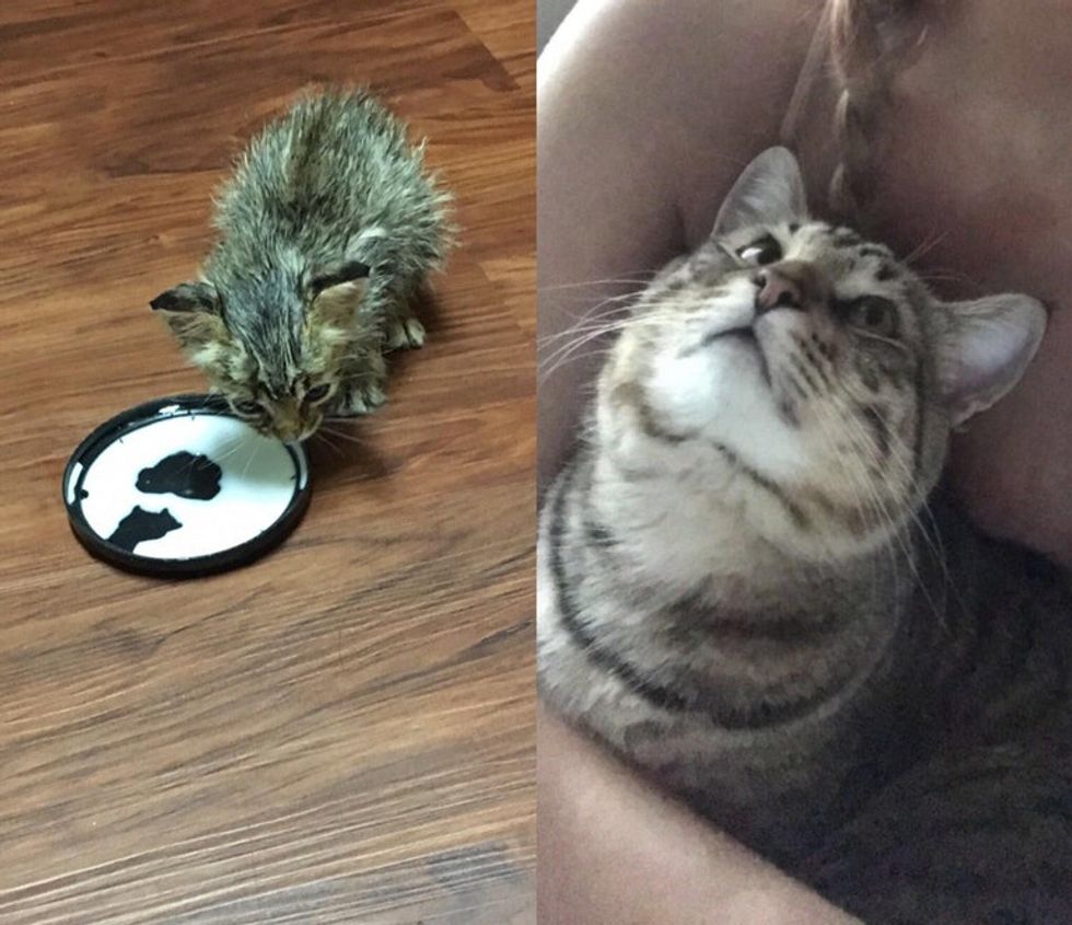 Scraggly Kitten Found Meowing Under House Blossoms into Majestic Tabby ...