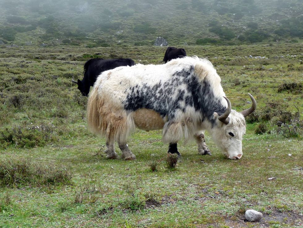 10 Mixed Breed Animals You Can't Miss