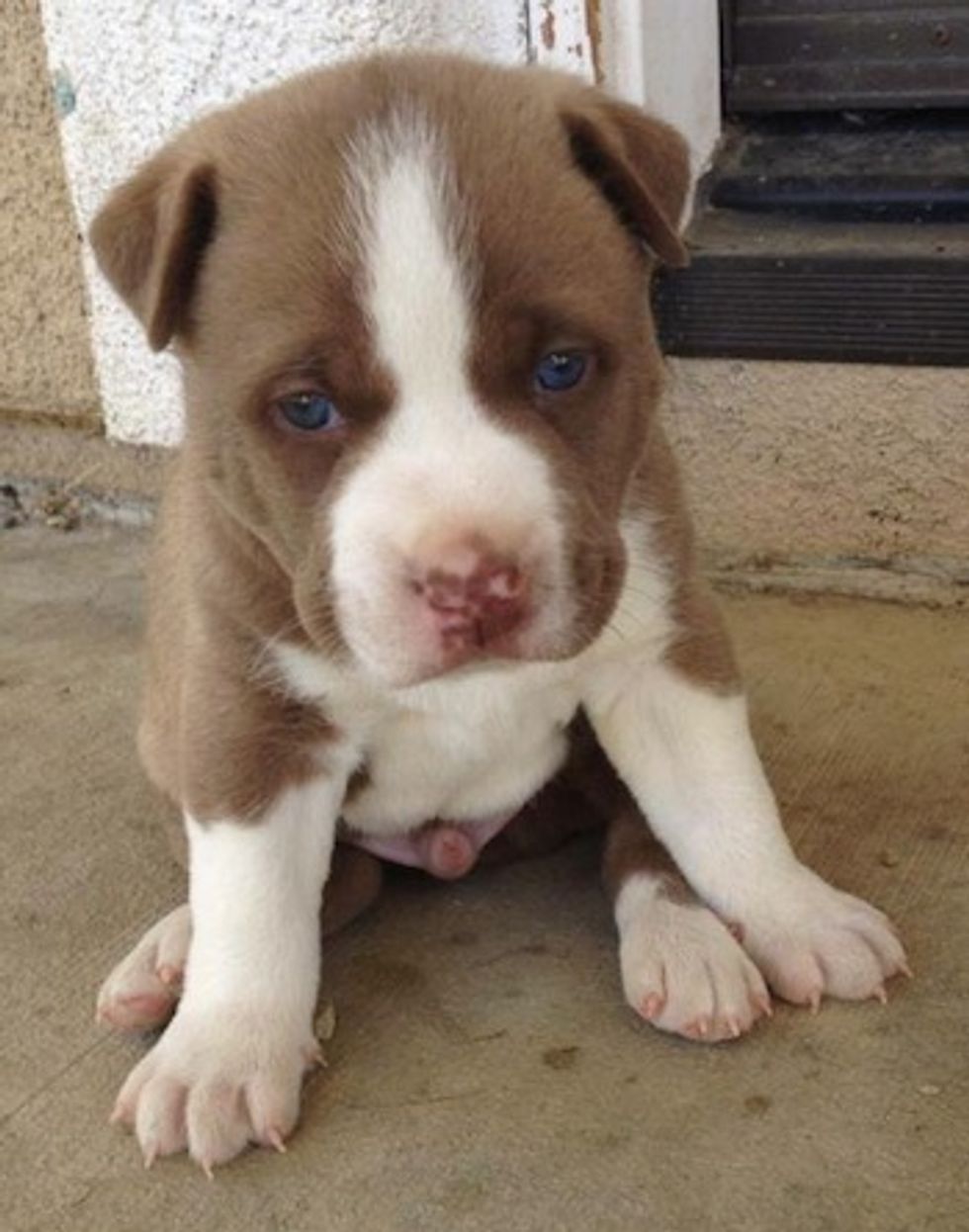 These 16 Adorable Puppy Hybrids Will Absolutely Make Your Day