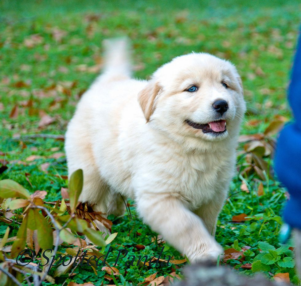 These 16 Adorable Puppy Hybrids Will Absolutely Make Your Day