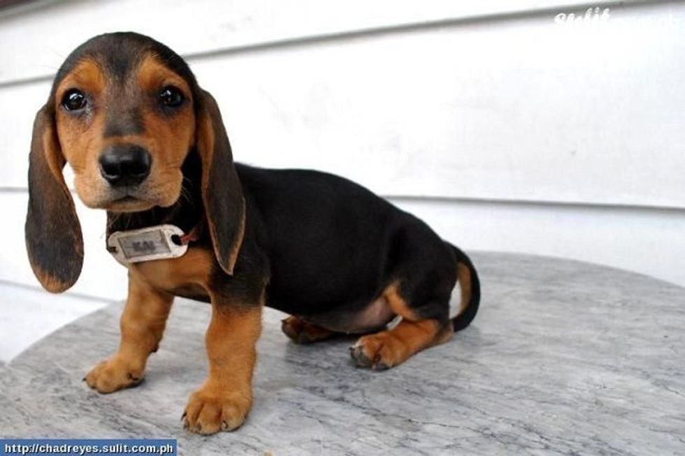 These 16 Adorable Puppy Hybrids Will Absolutely Make Your Day