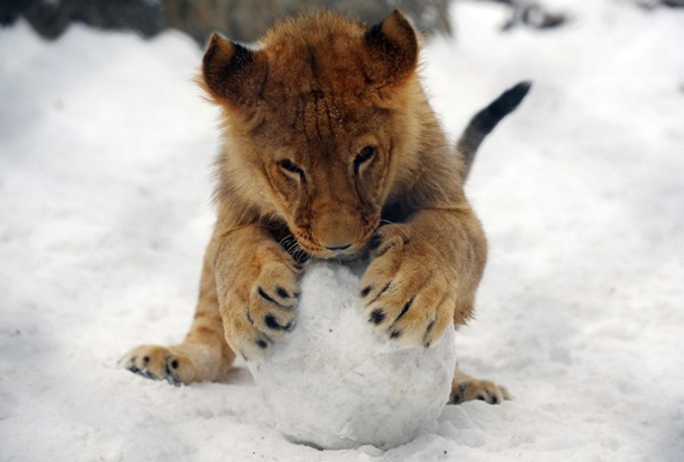 12 Pictures Of Animals Playing In Snow That Will Make You Love Winter Again