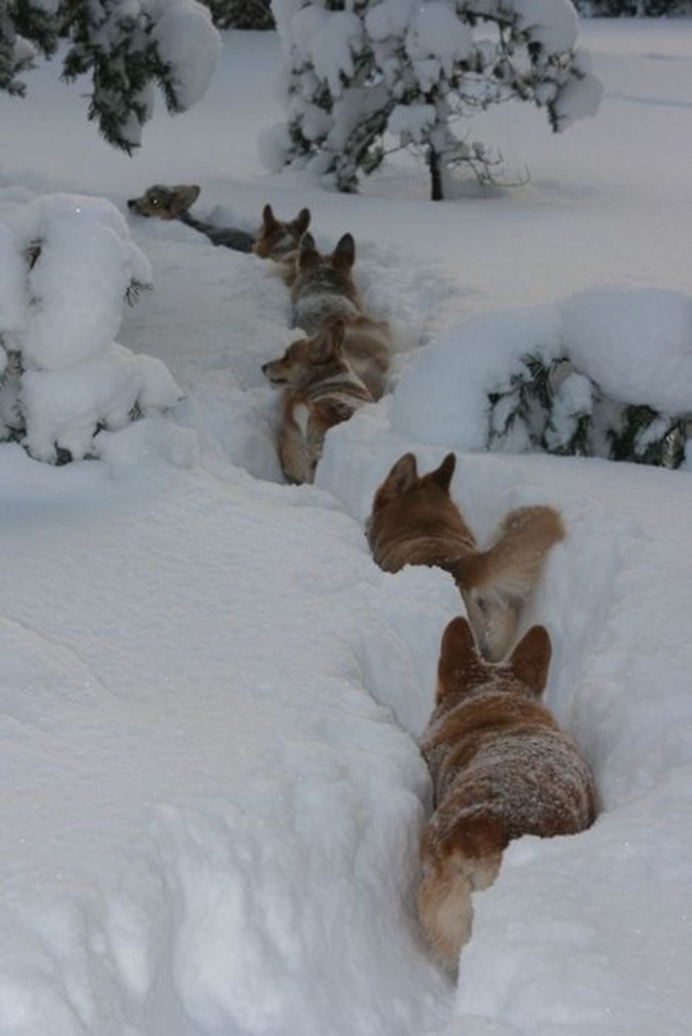 12 Pictures Of Animals Playing In Snow That Will Make You Love Winter Again