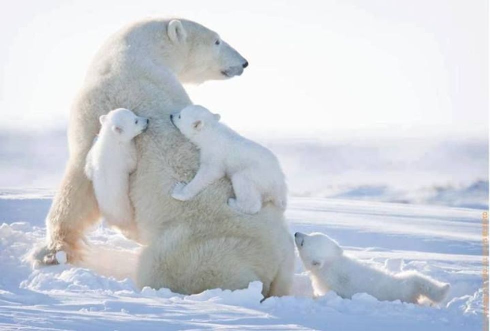 12 Pictures Of Animals Playing In Snow That Will Make You Love Winter Again