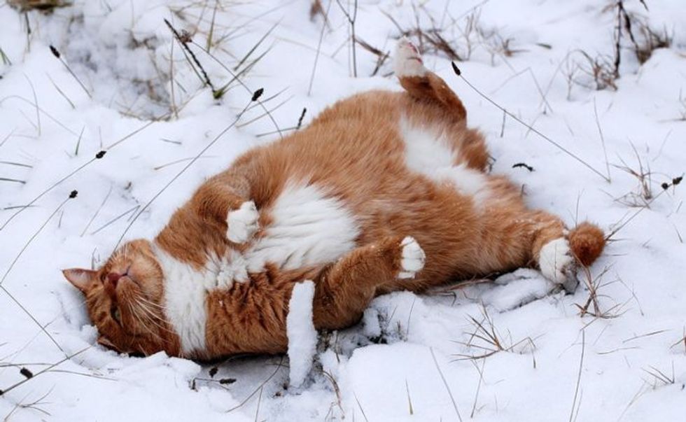 12 Pictures Of Animals Playing In Snow That Will Make You Love Winter Again