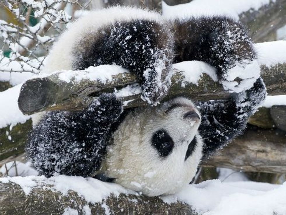 12 Pictures Of Animals Playing In Snow That Will Make You Love Winter Again
