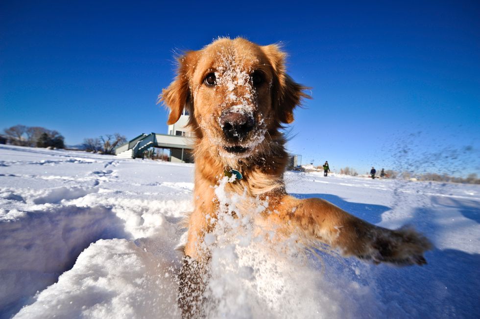 12 Pictures Of Animals Playing In Snow That Will Make You Love Winter Again