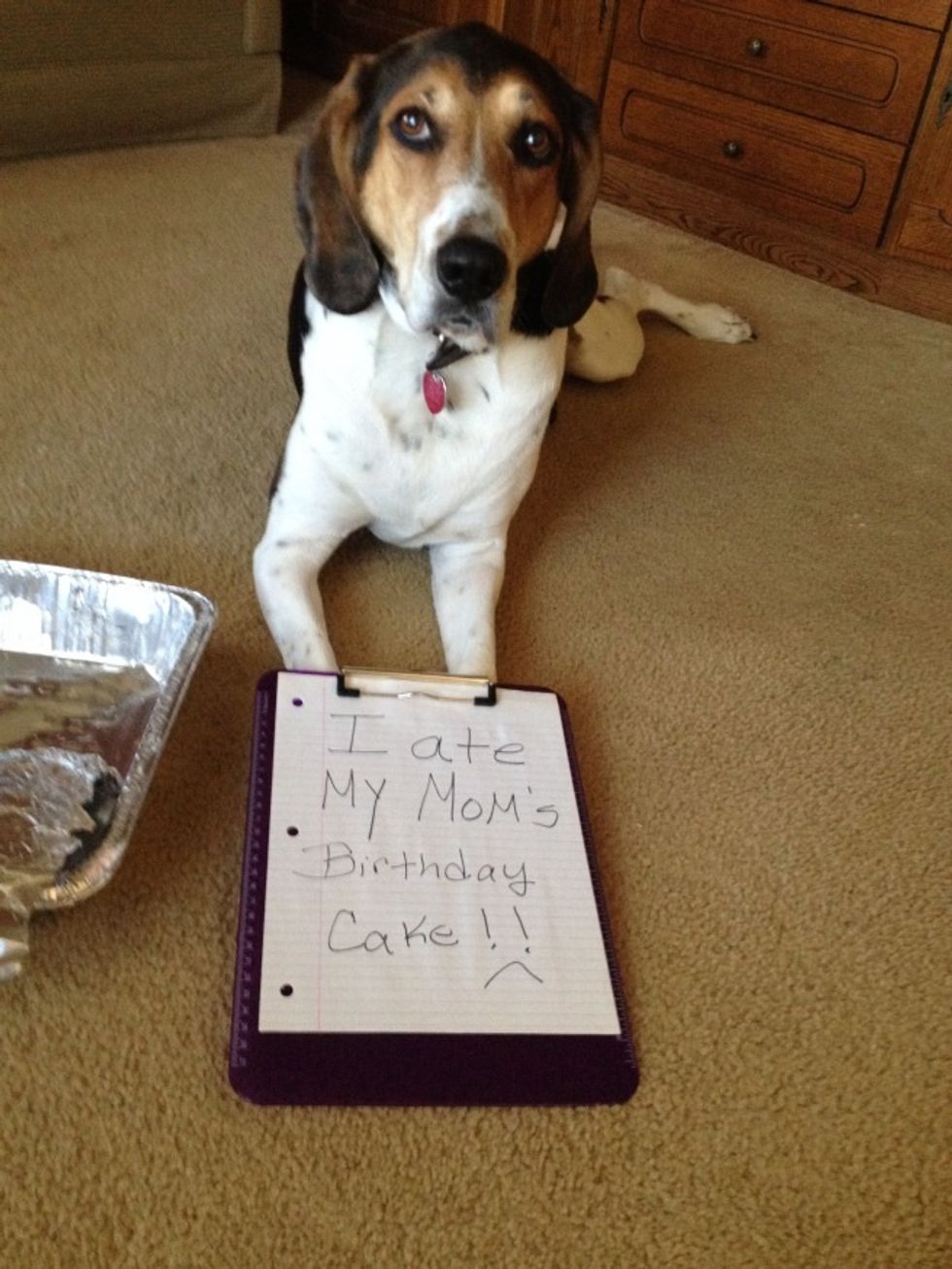 20 Pictures Of The Worst Pets Ever