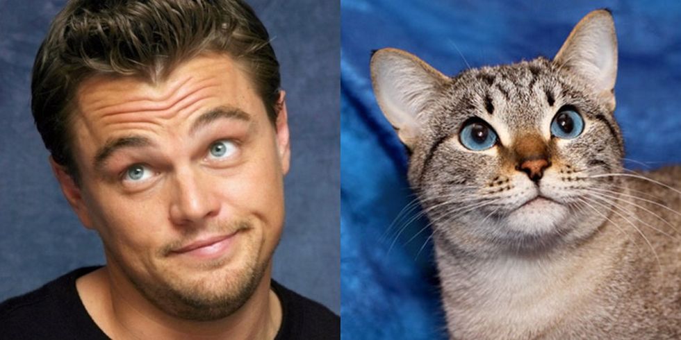 10 Celebrities As Cats