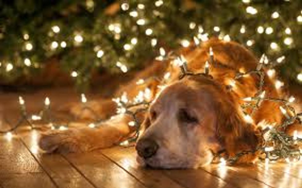 10 Animals Who Are Ready for Christmas